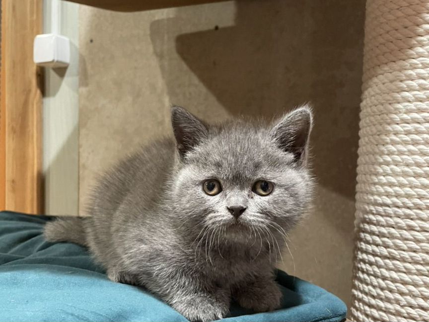 Британские котята