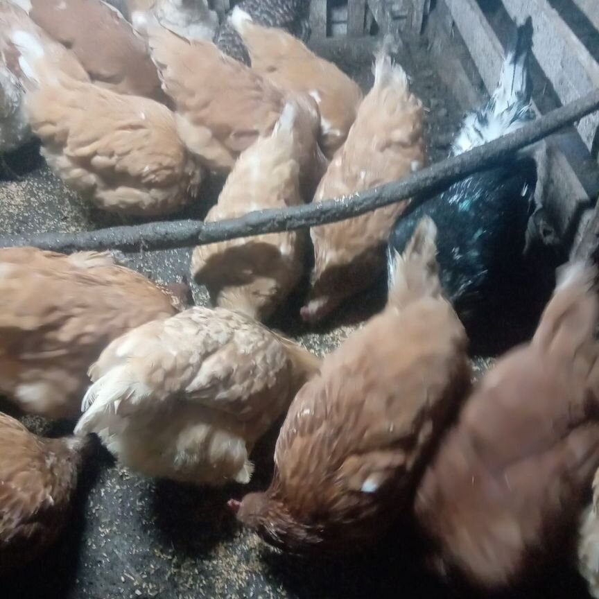 Куры несушки продам