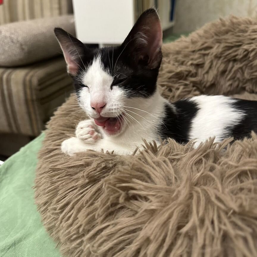 Котенок Феликс 2 месяца