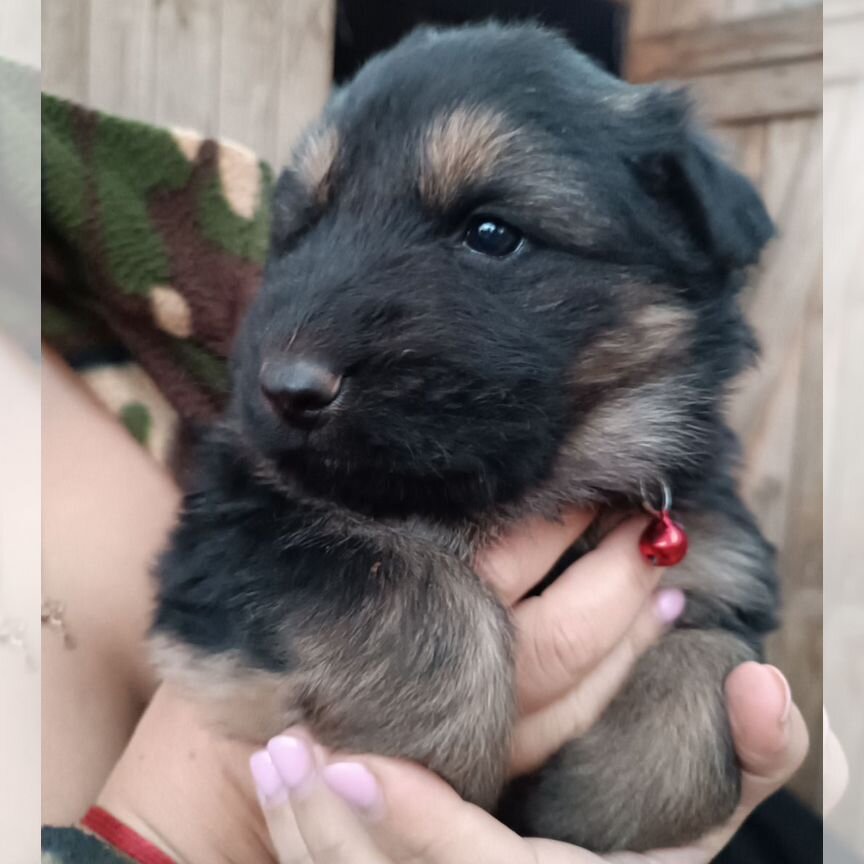 Щенки немецкой овчарки