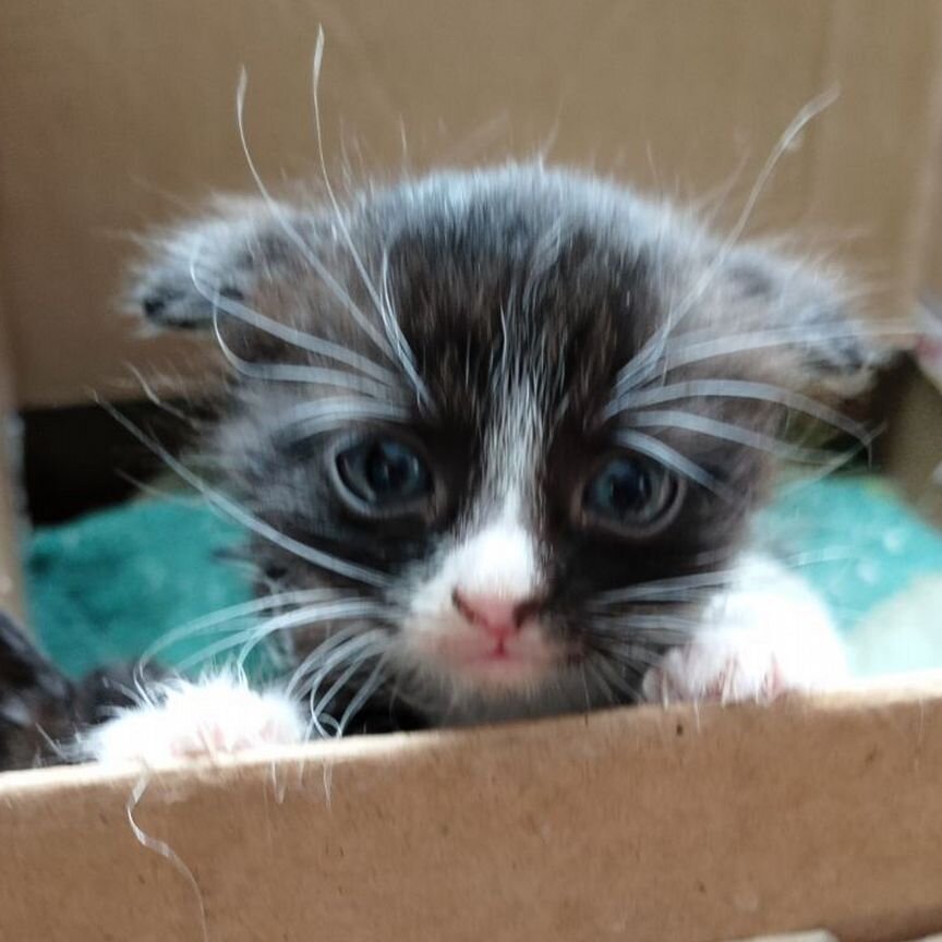 Котёнок в добрые руки