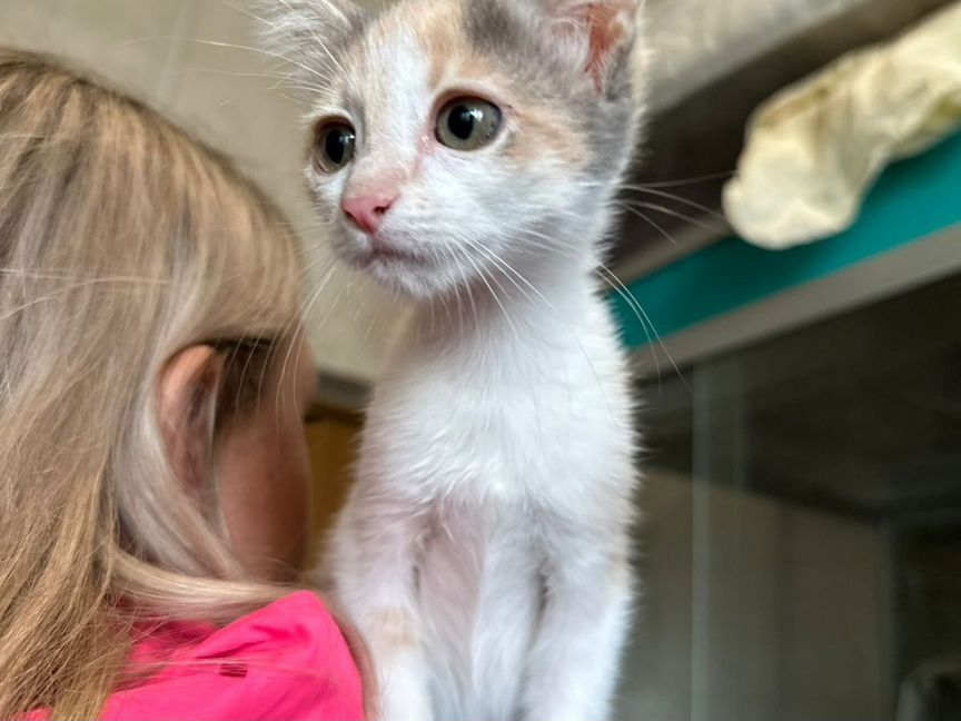 Маленькая звездочка-киса Трикси