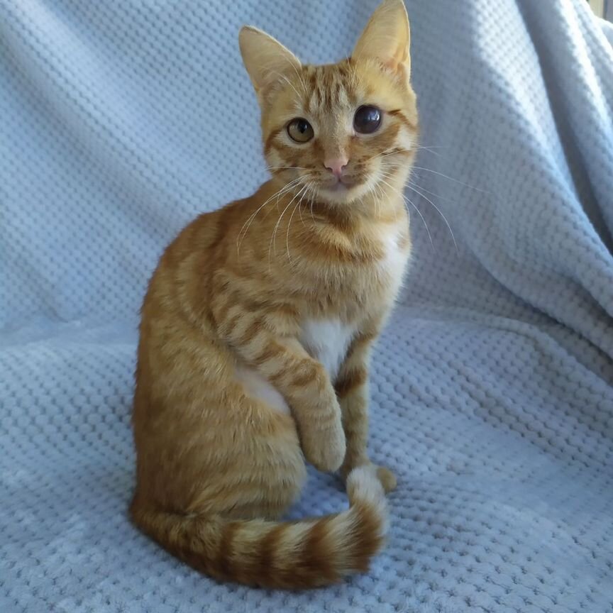 Кошечке нужен хозяин