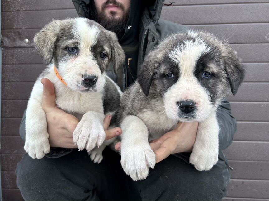 Щенки от Мирко Кавказский волкодав,тяжеловес