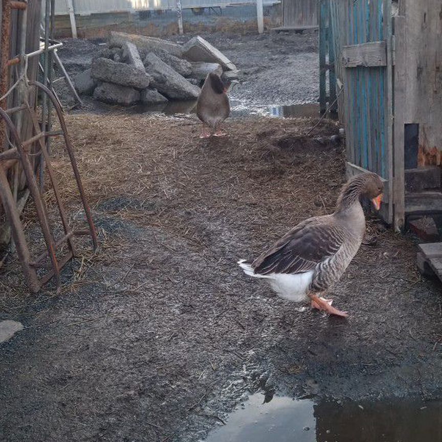 Гуси гусыня и гусак10 месяцев продам за 3000т