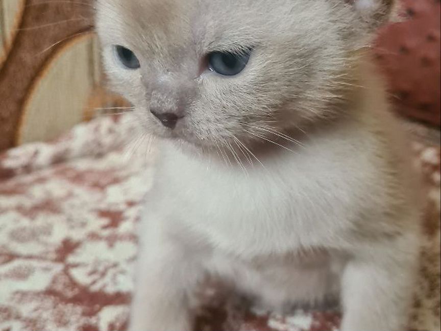 Котята европейской бурмы