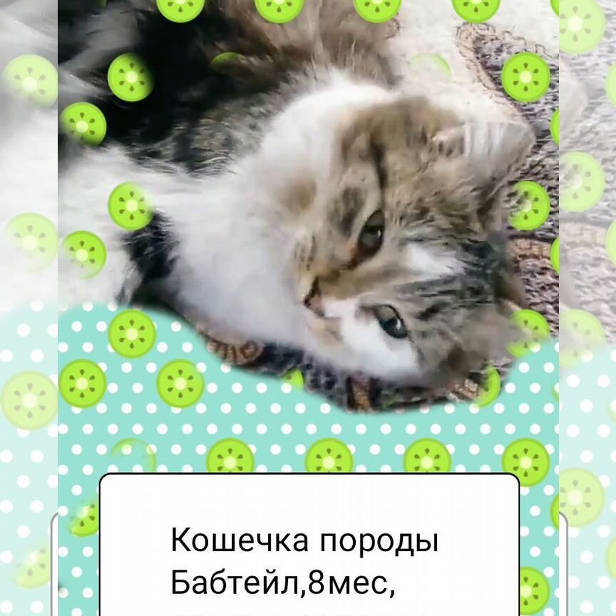 Американский бобтейл длинношёрстный котёнок