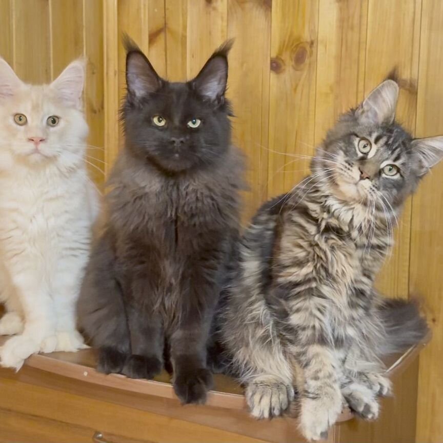 Мейн-кун котёнок