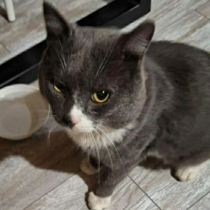 Бездомный молодой котик в поисках семьи