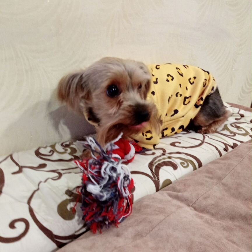 Йоркширский терьер