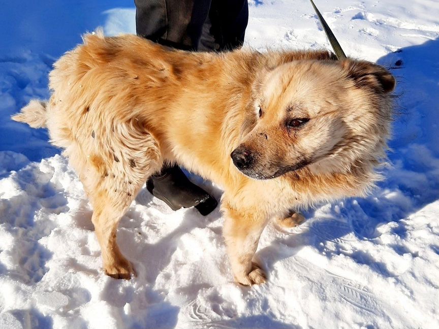 Животные в приюте в уфе