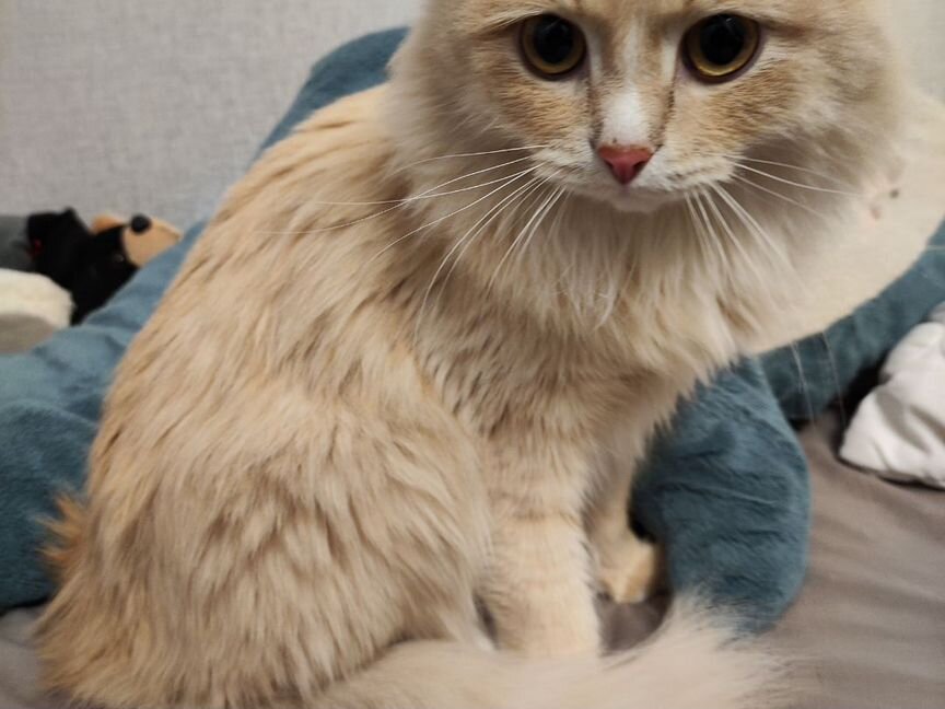 Котик бесплатно