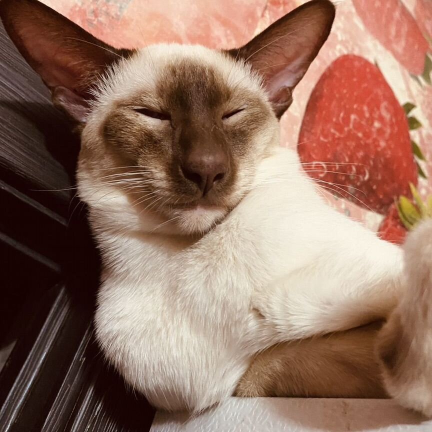 Ориентальный кот, вязка