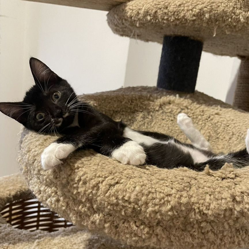 Котёнок в добрые руки