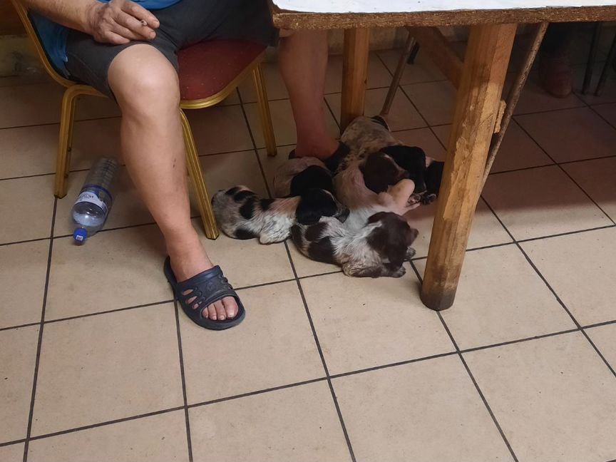 Собака русский спаниель родословная