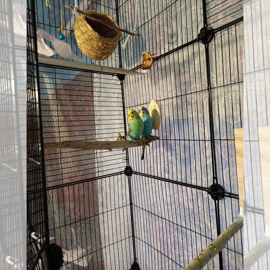 Волнистый попугай