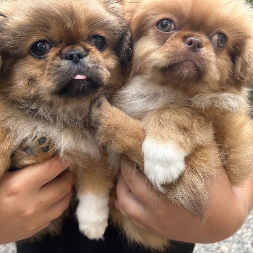 Продам щенят пекинеса