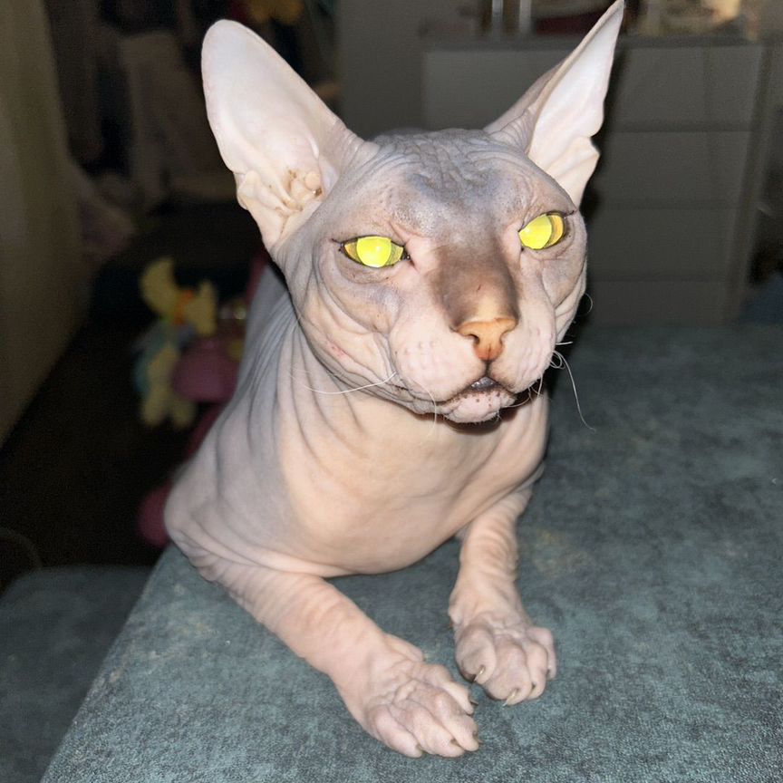 Донской сфинкс вязка