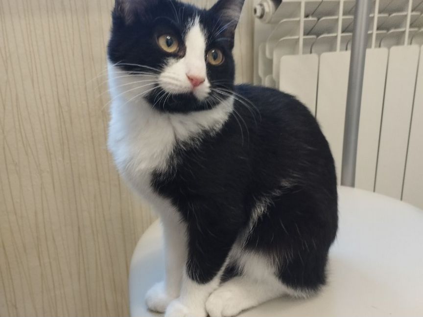Котенок