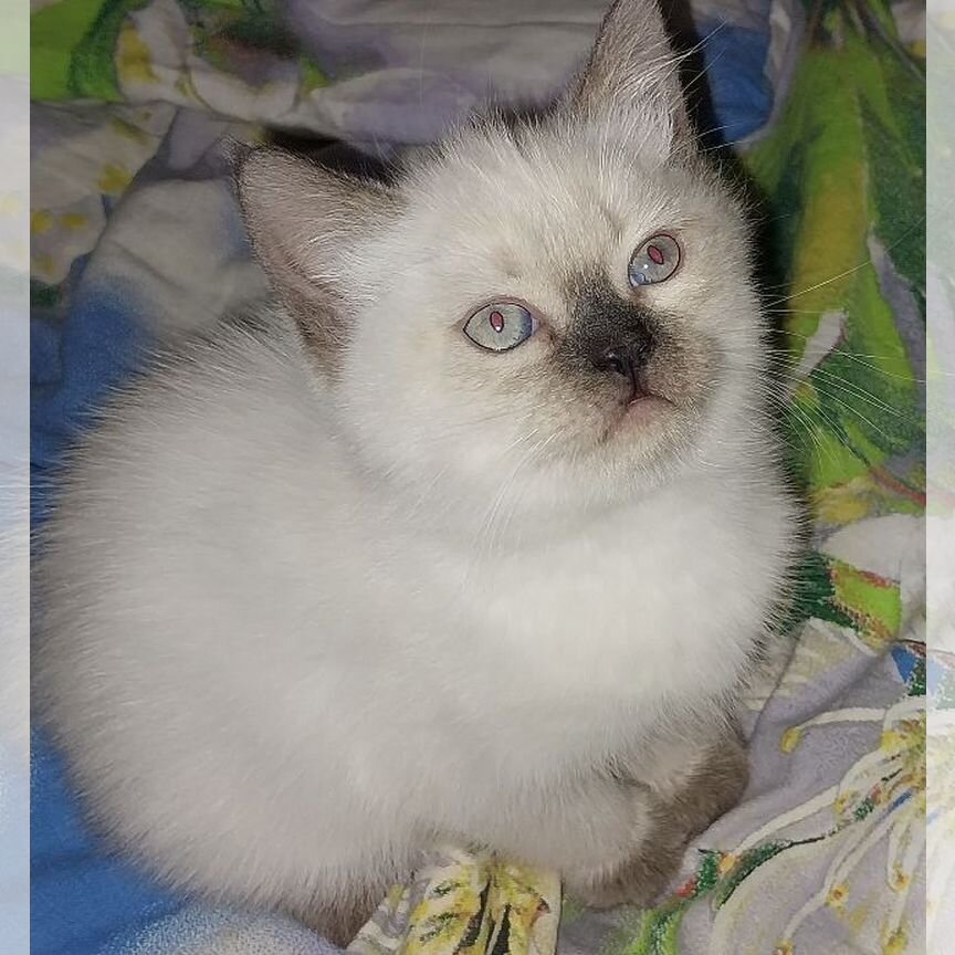 Котенок невский маскарадный