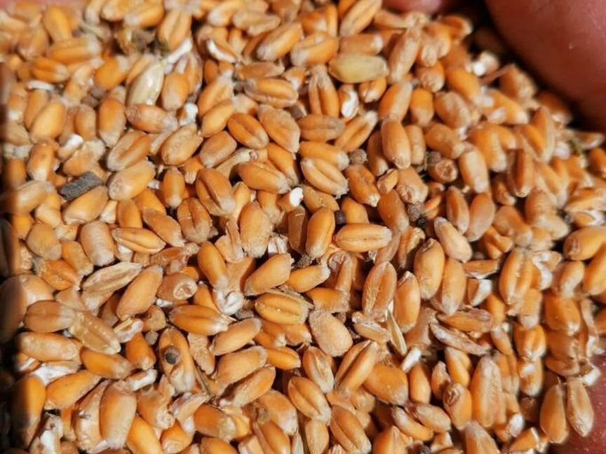 Просо, Фуражный овёс на корм/посев