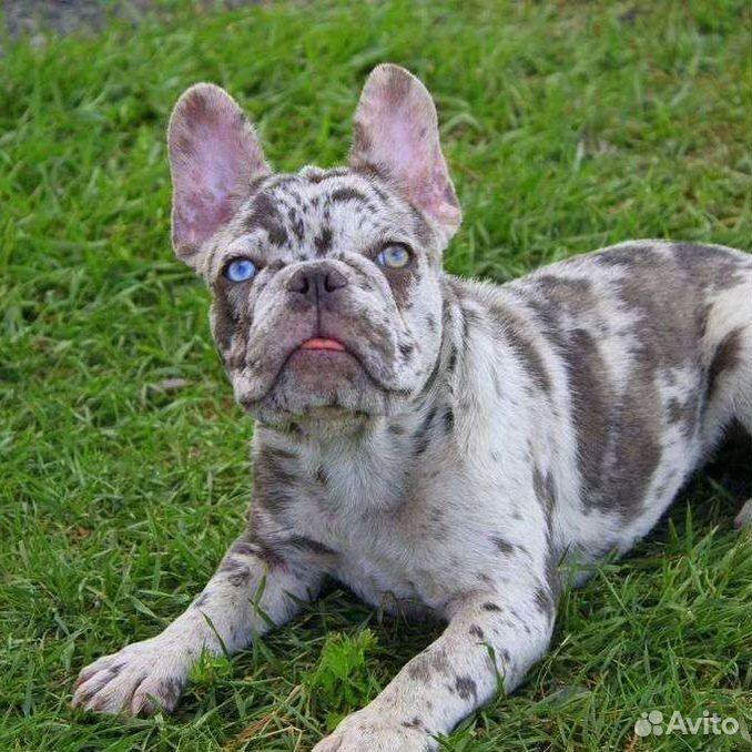Французский бульдог super малыши