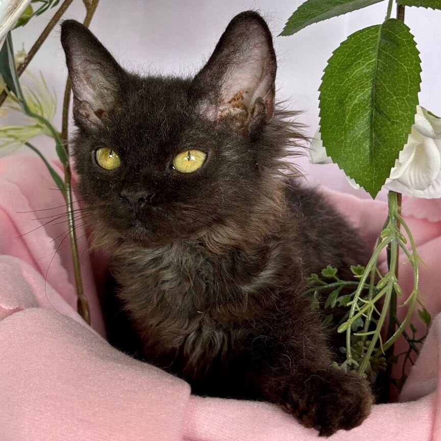 Котёнок от заводчика