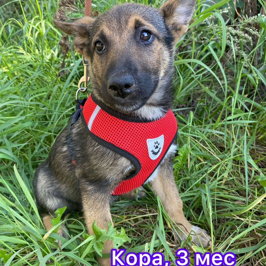 Щенки в добрые руки