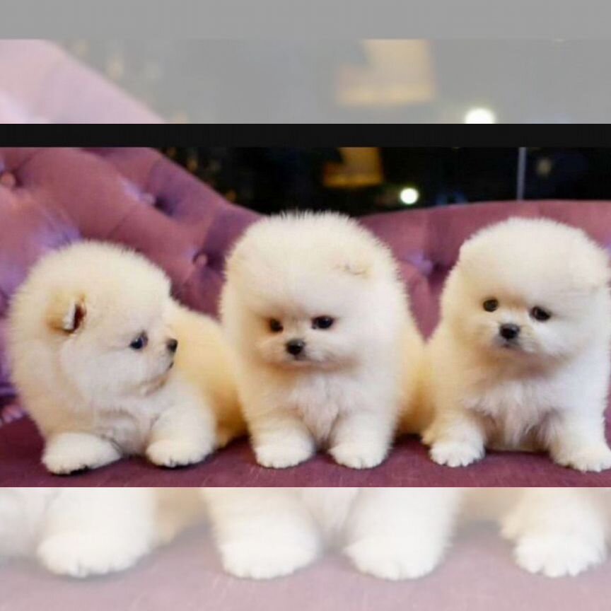 Шпицы минюшки