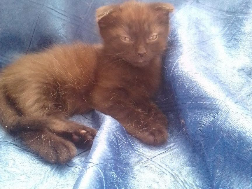 Черный котенок вислоухий