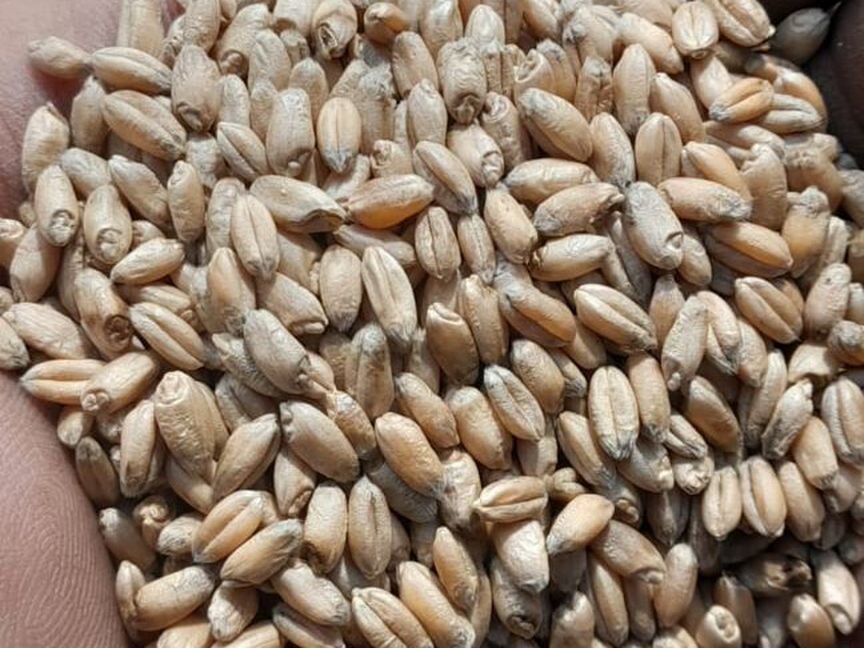 Продам пшеницу ур.2023г