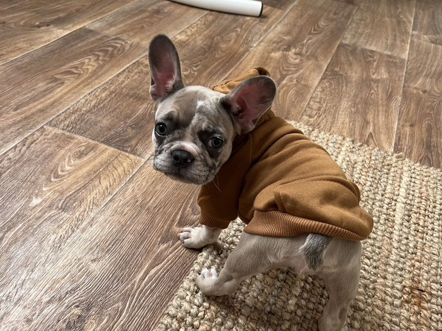 Французский бульдог