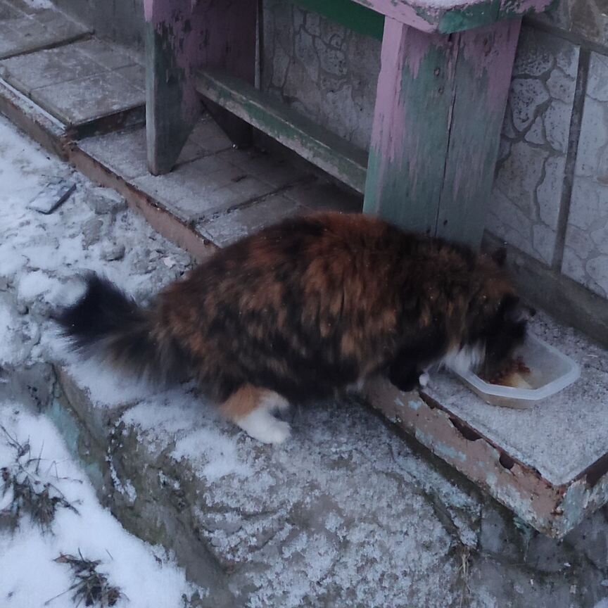 Деда забрали кошку на мороз