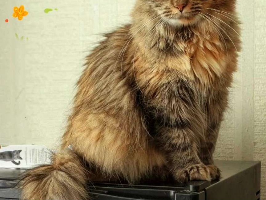 Кошка в дар