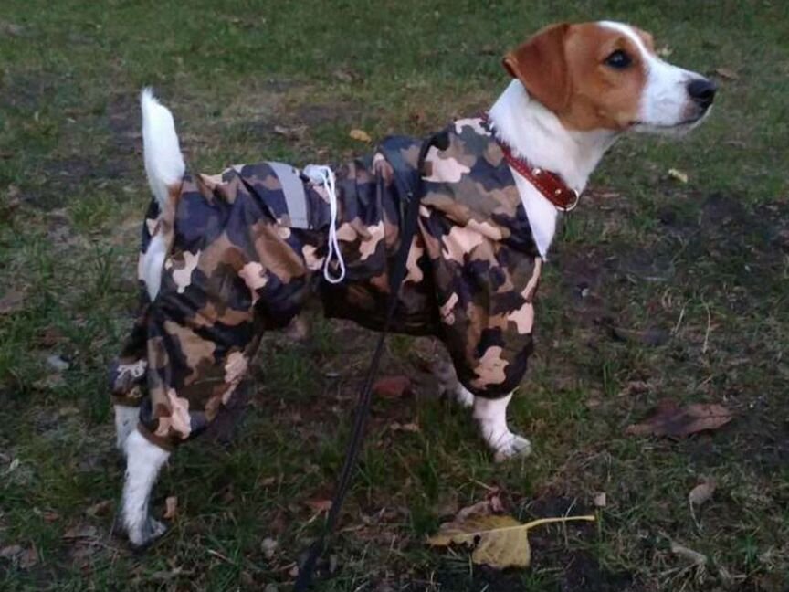 Джек Рассел терьер, вязка