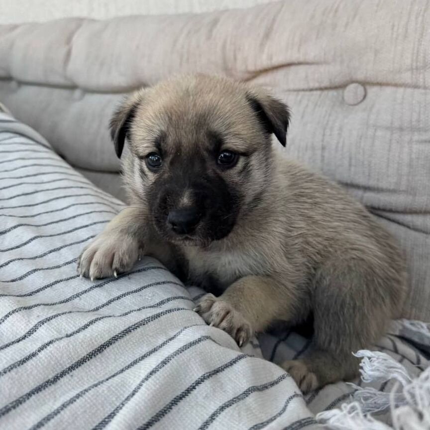 Щенок в добрые руки