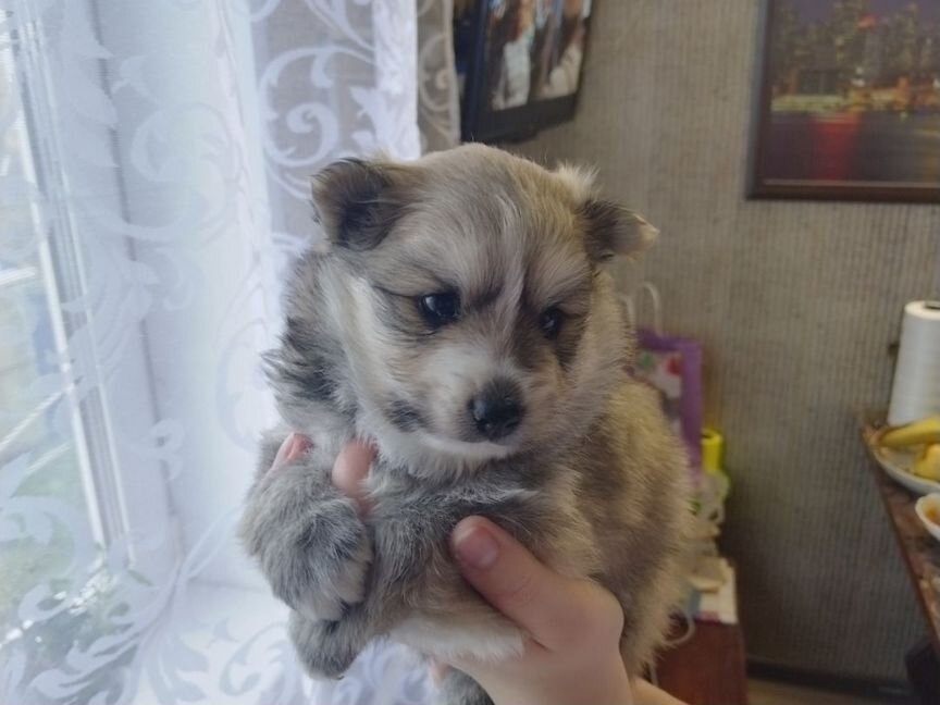 Щенок малого немецкого шпица