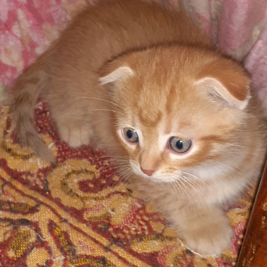 Котята