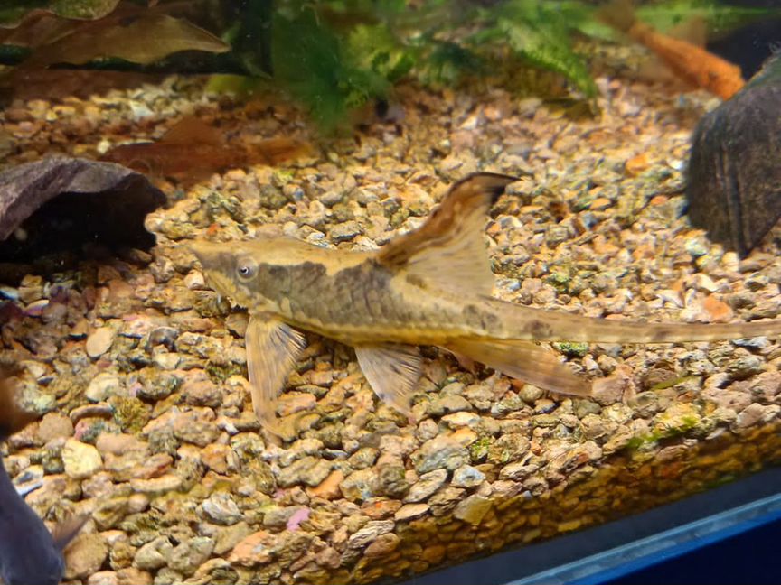 Стурисома панамская