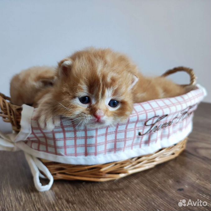Шотландские котята девочки красный мрамор