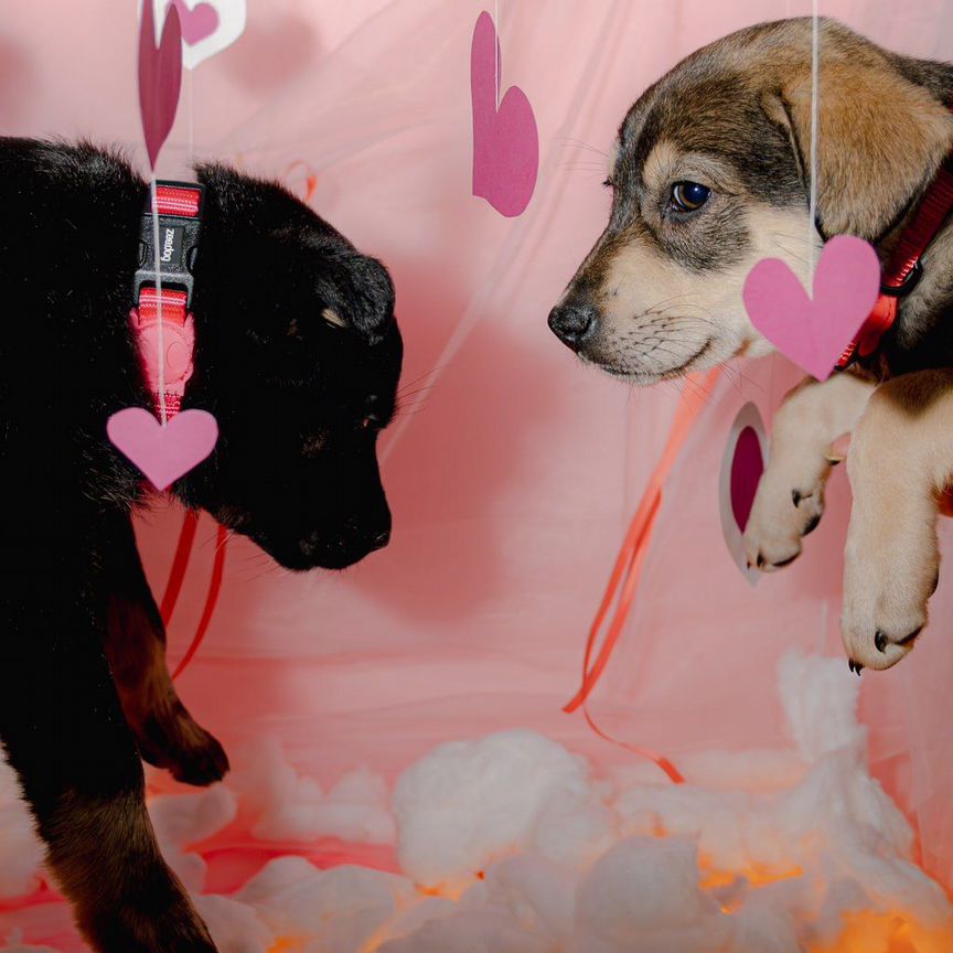 Щенок девочка в добрые руки