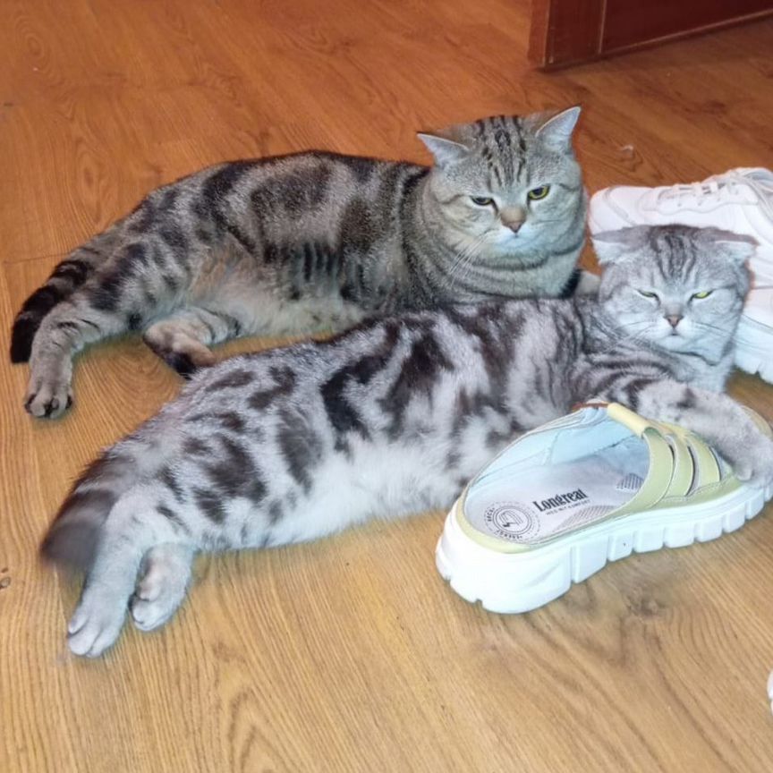 Кот и кошка шотландской породы