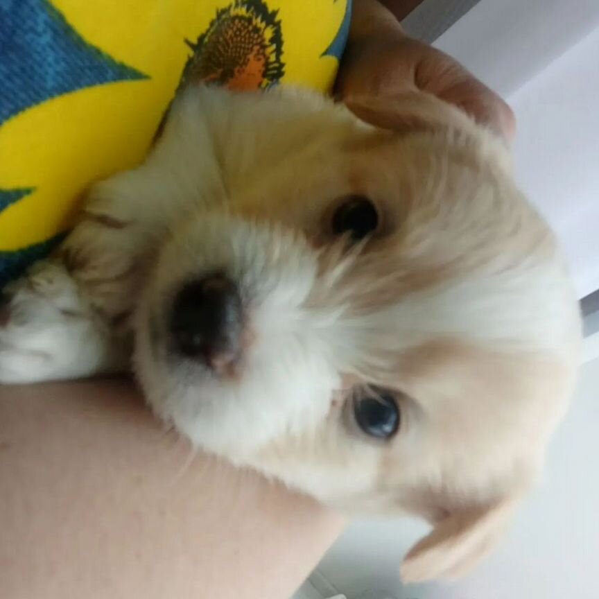 Русская цветная болонка, щенок