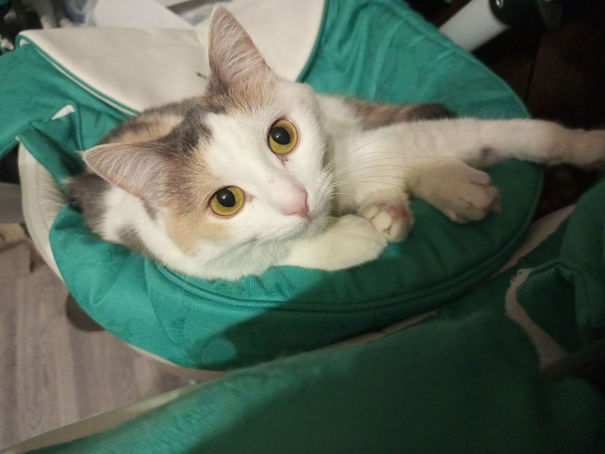 Кошки в добрые руки