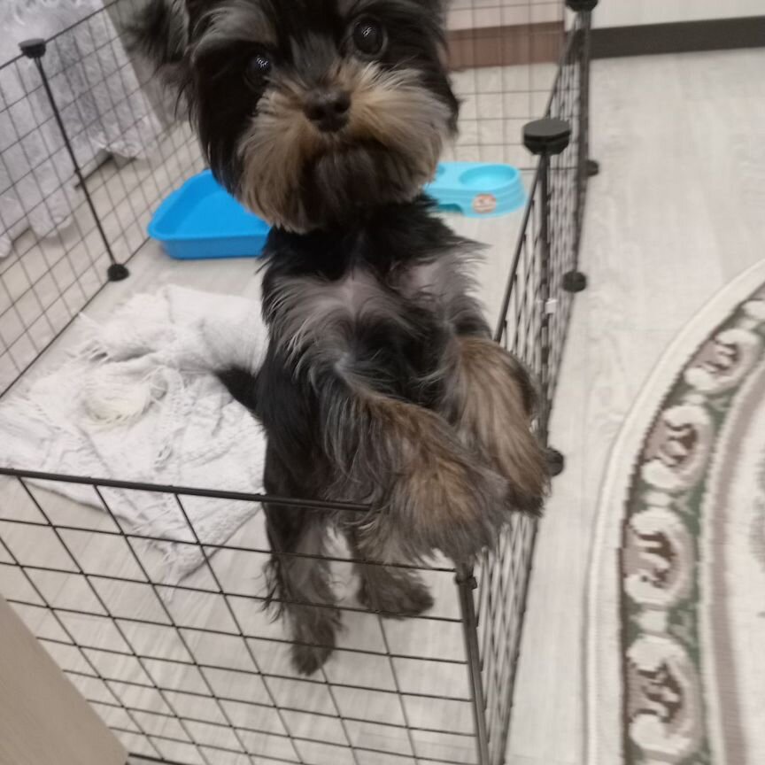 Йоркширский терьер мини