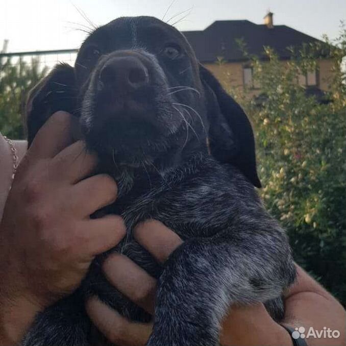 Щенки дратхаара