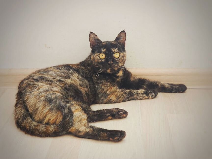 Отдам кошечку в добрые руки