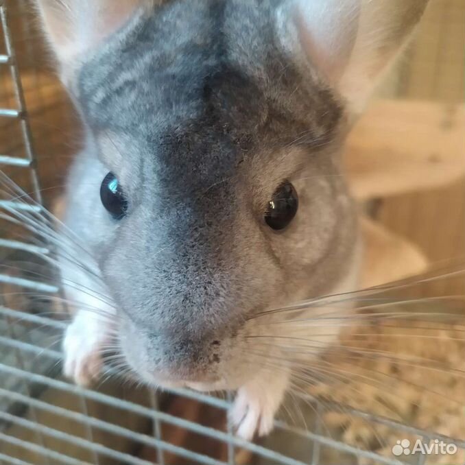 Шушик сапфир носитель фиолета