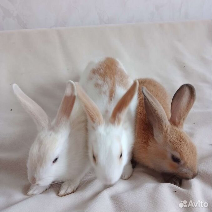 Декоративные крольчата