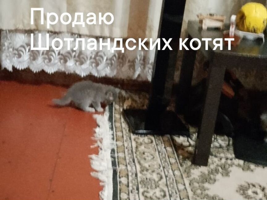 Шотландские котята